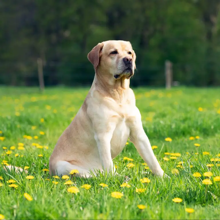 Labrador Retriever Breed Profile | ThePetJourney.com