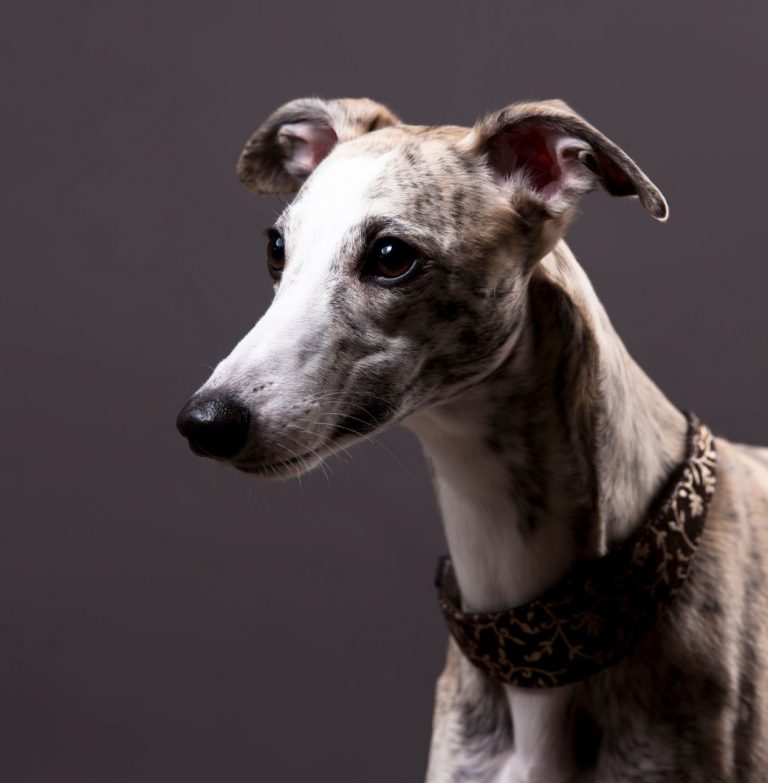 Whippet Breed Profile | Thepetjourney.com